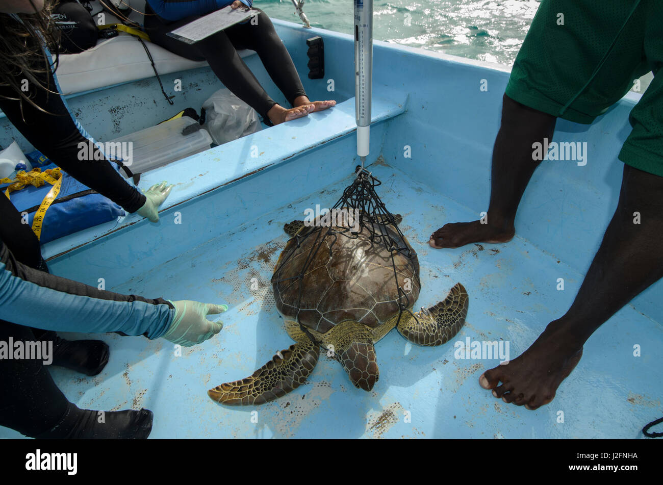 Belize green turtle hi-res stock photography and images - Alamy