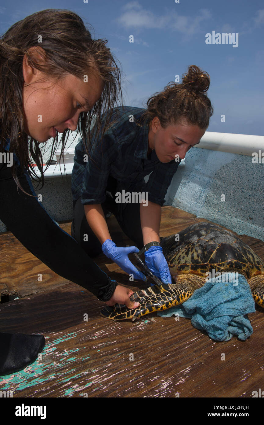 Hawksbill Turtle Capture (Eretmochelys Imbricata) for annual monitoring ...