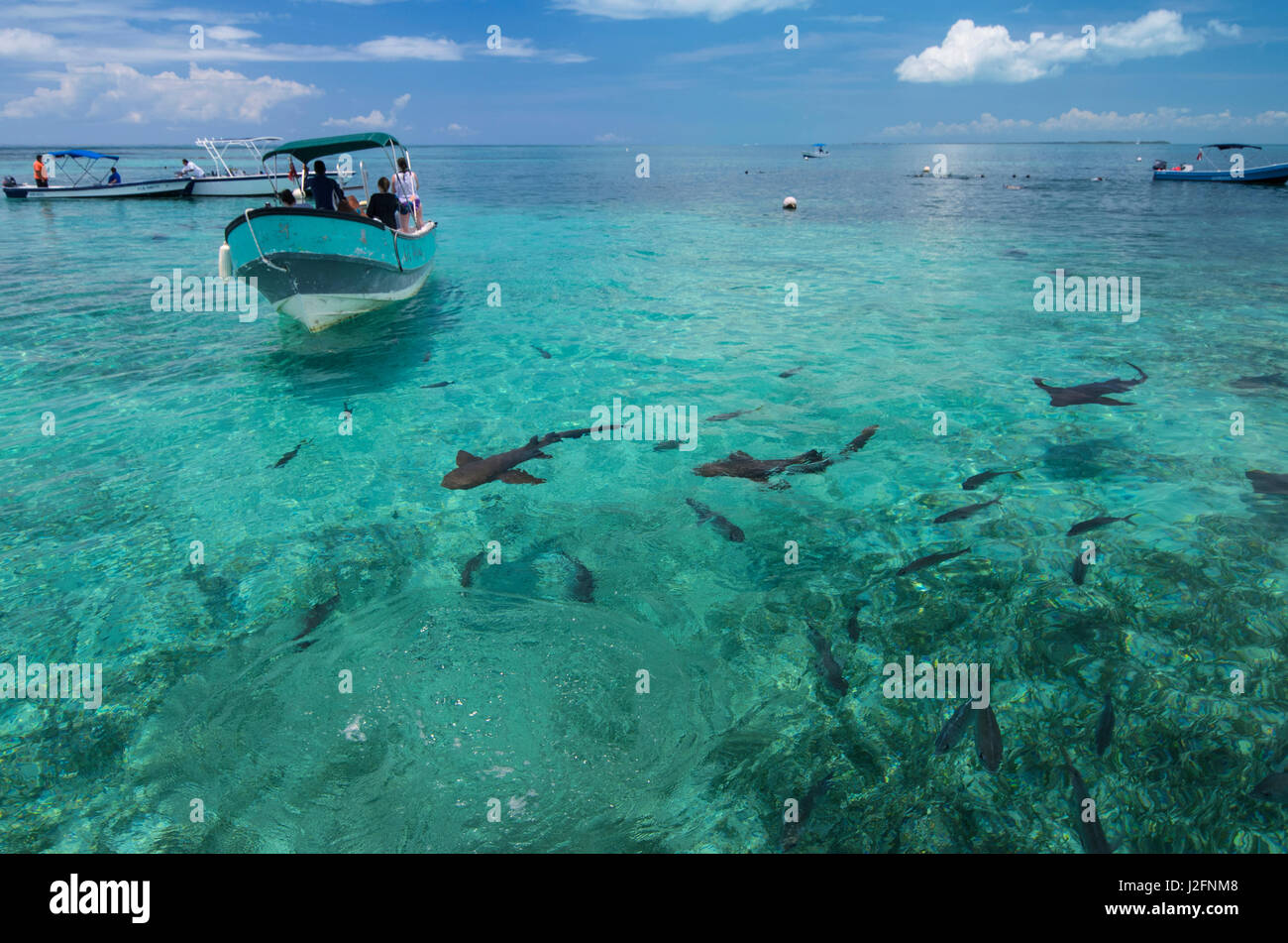 Nurse Shark (Ginglymostoma cirratum) and boats, Shark Ray Alley, Hol ...