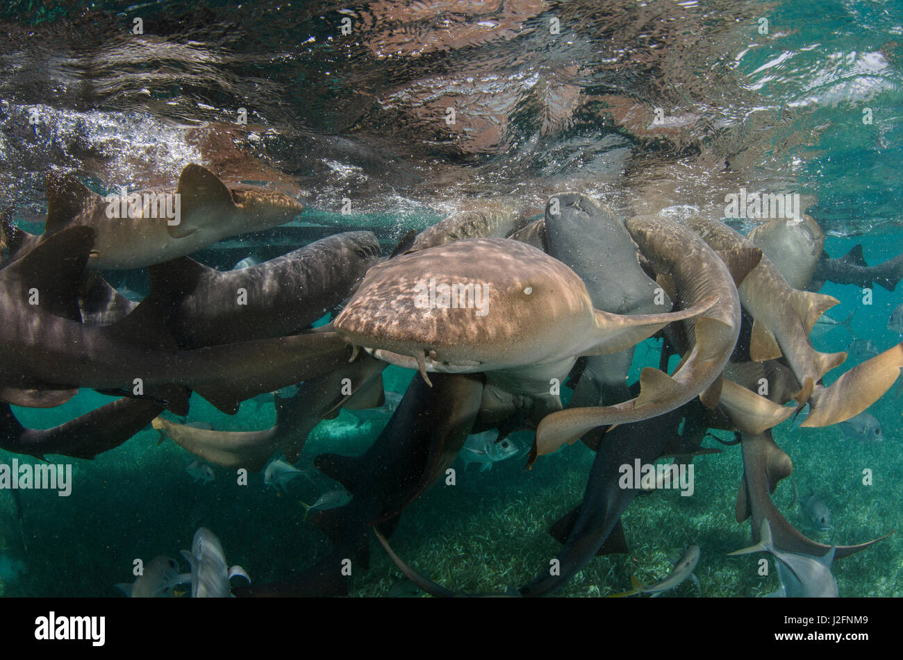 Nurse Shark (Ginglymostoma cirratum), Shark Ray Alley, Hol Chan Marine ...