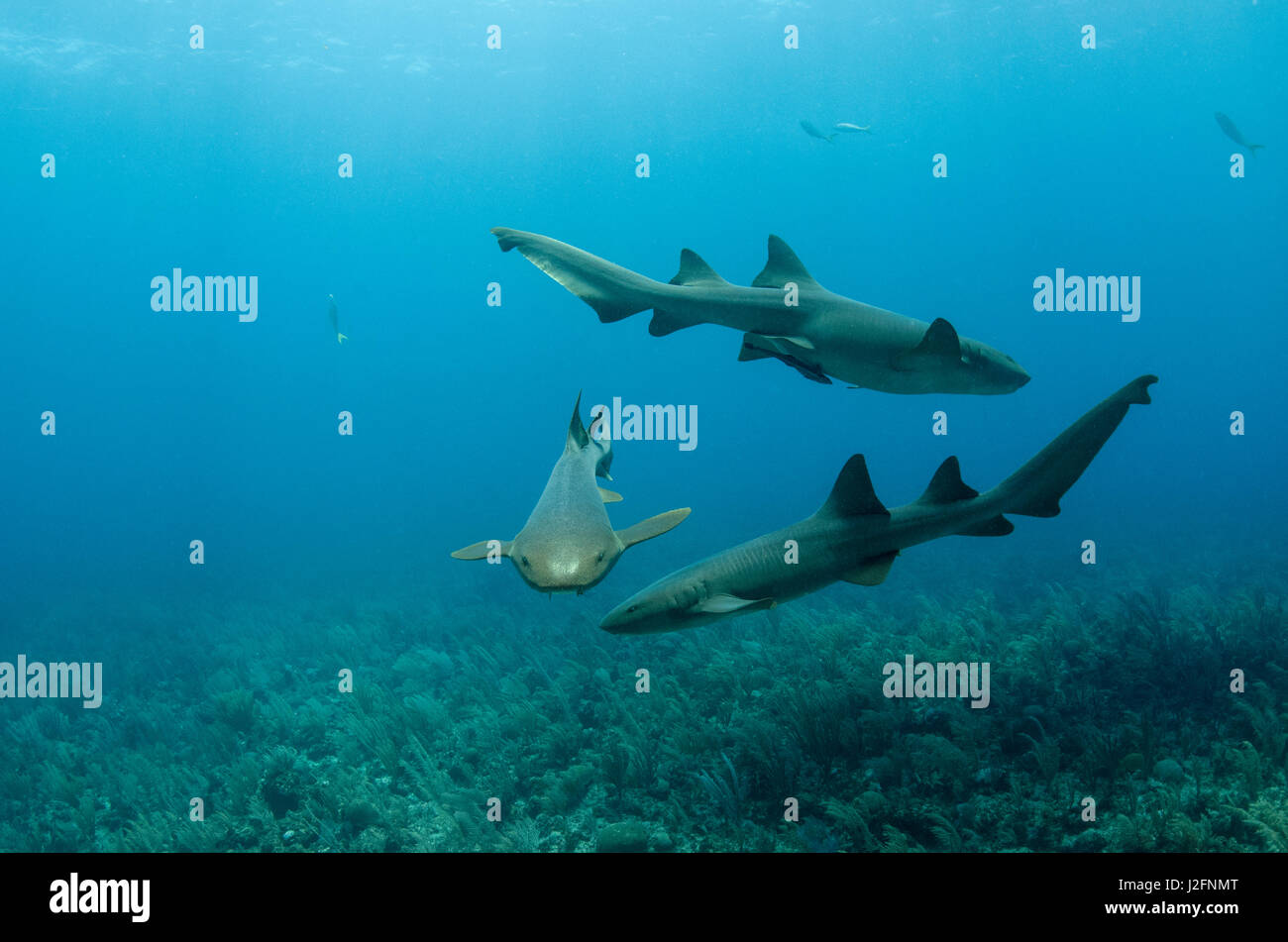 Nurse Shark (Ginglymostoma cirratum), Hol Chan Marine Reserve near ...