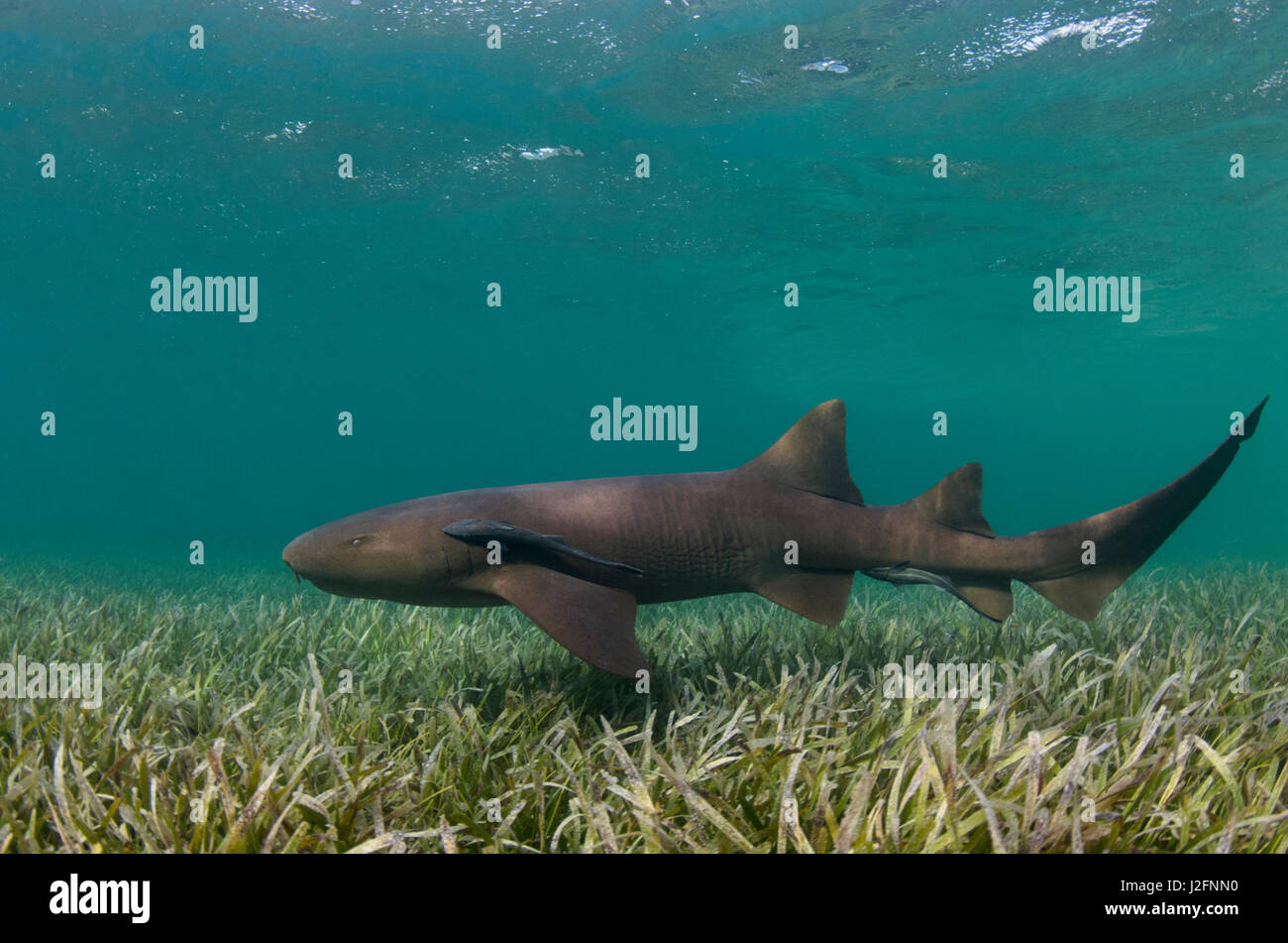 Nurse Shark (Ginglymostoma cirratum) Hol Chan Marine Reserve near ...