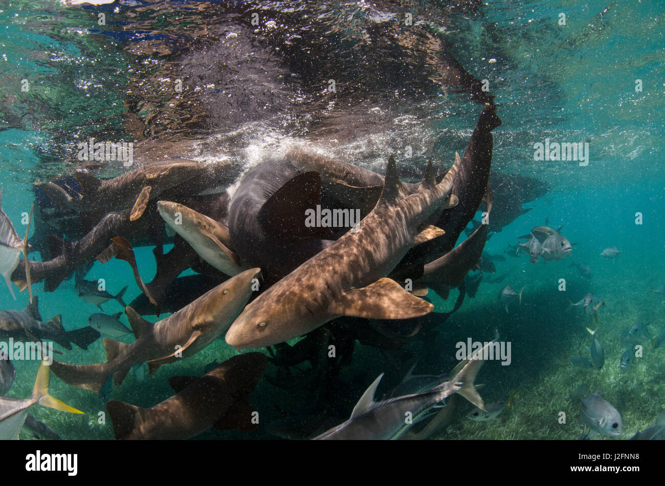 Nurse Shark (Ginglymostoma cirratum), Shark Ray Alley, Hol Chan Marine ...