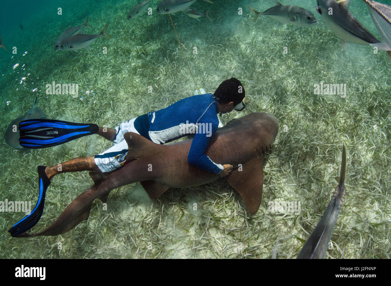 Illegal hanging of a Nurse Shark (Ginglymostoma cirratum) by a guide ...