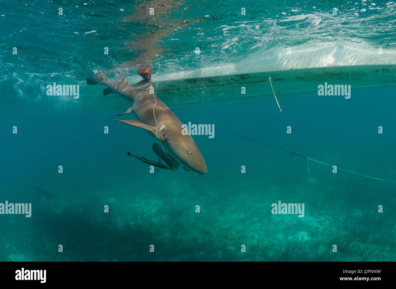 Nurse Shark (Ginglymostoma cirratum) research. Marine Megafauna ...