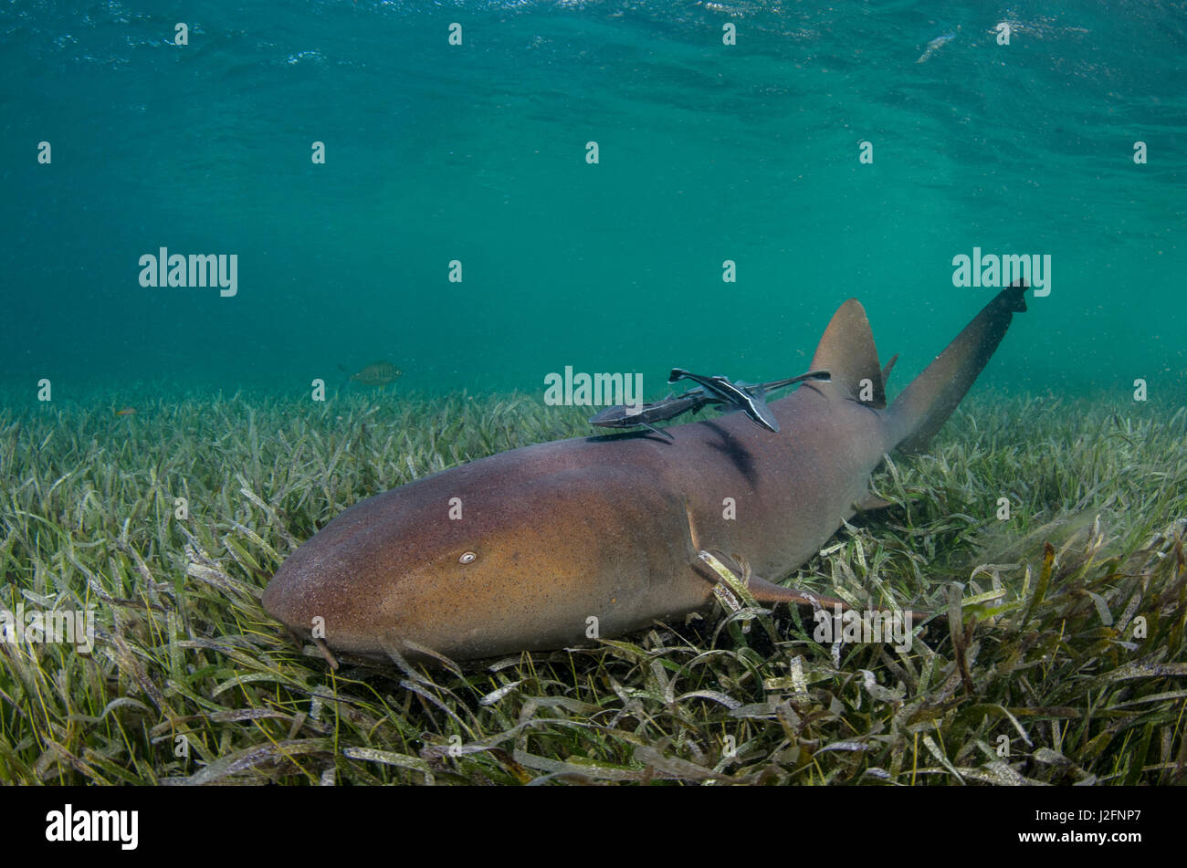 Nurse Shark (Ginglymostoma cirratum) and Sharksucker (Echeneis ...