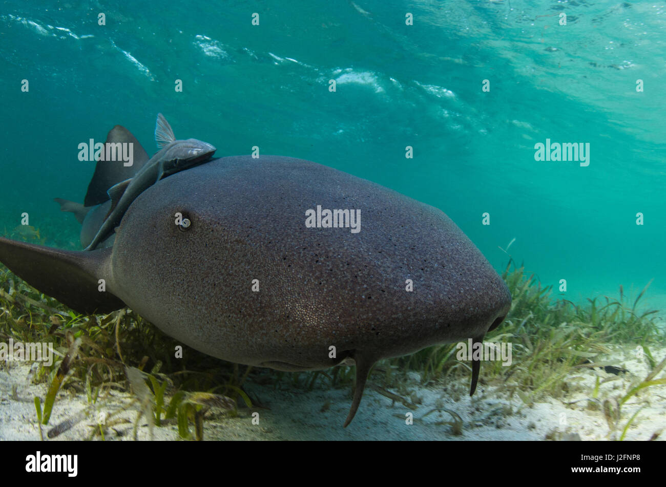 Nurse Shark (Ginglymostoma cirratum) and Sharksucker (Echeneis ...