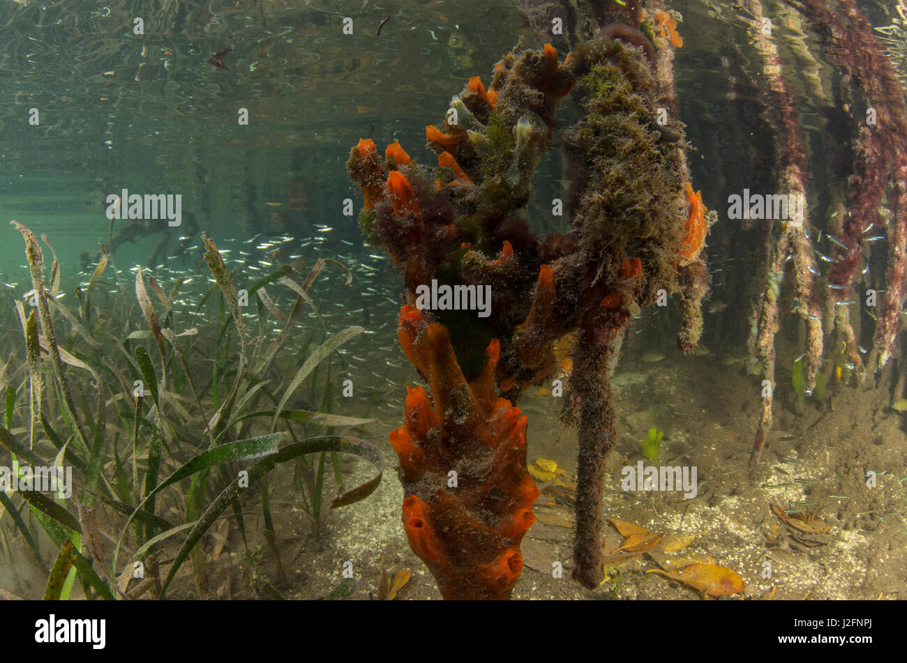 Orange Sieve Encrusting Sponge (Diplastrella) on Red Mangrove ...