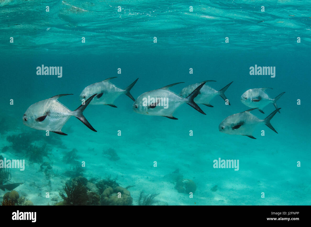 Permit (Trachinotus falcatus), Hol Chan Marine Reserve near Ambergris ...