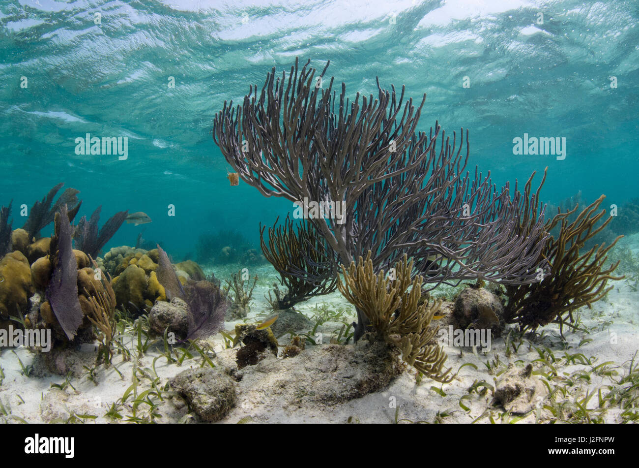 Porous Sea Rods (Pseudoplexaura), Hol Chan Marine Reserve near ...
