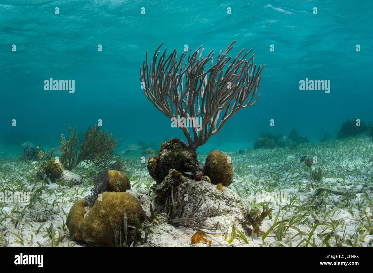 Porous Sea Rods (Pseudoplexaura), Hol Chan Marine Reserve near ...