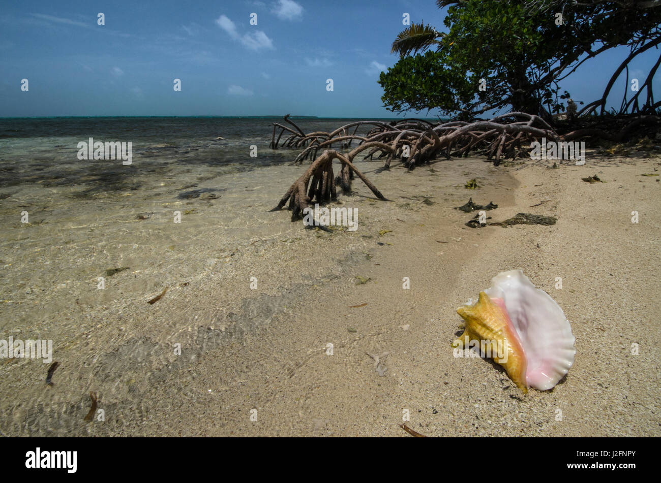 Queen Conch (Strombus gigas) shell, Conchs harvested for their meat ...