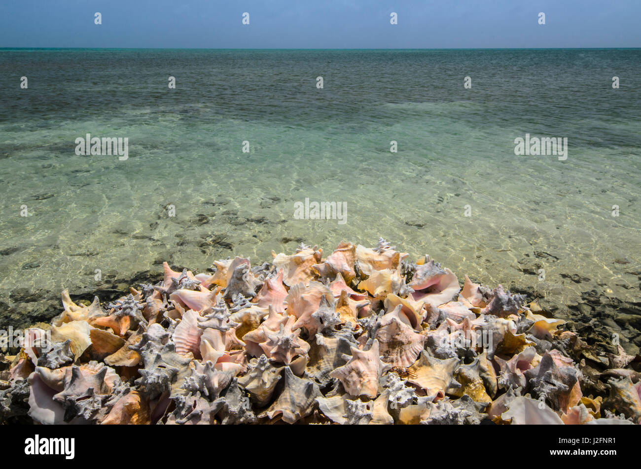 Queen Conch (Strombus gigas) shells harvested for their meat, Hat Caye ...