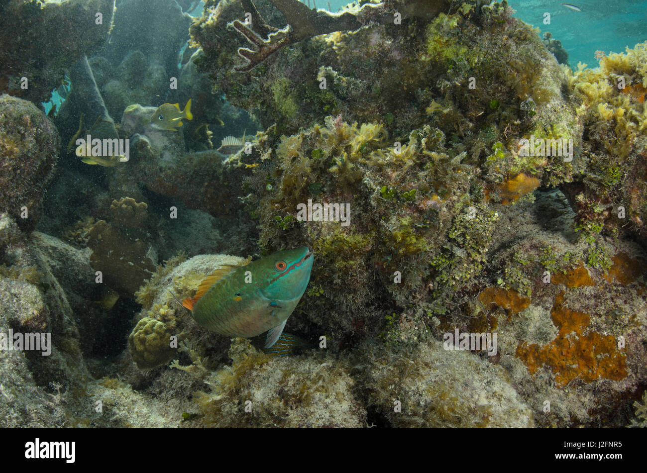 Redband Parrotfish (Sparisoma aurofrenatum), Half Moon Caye, Lighthouse ...