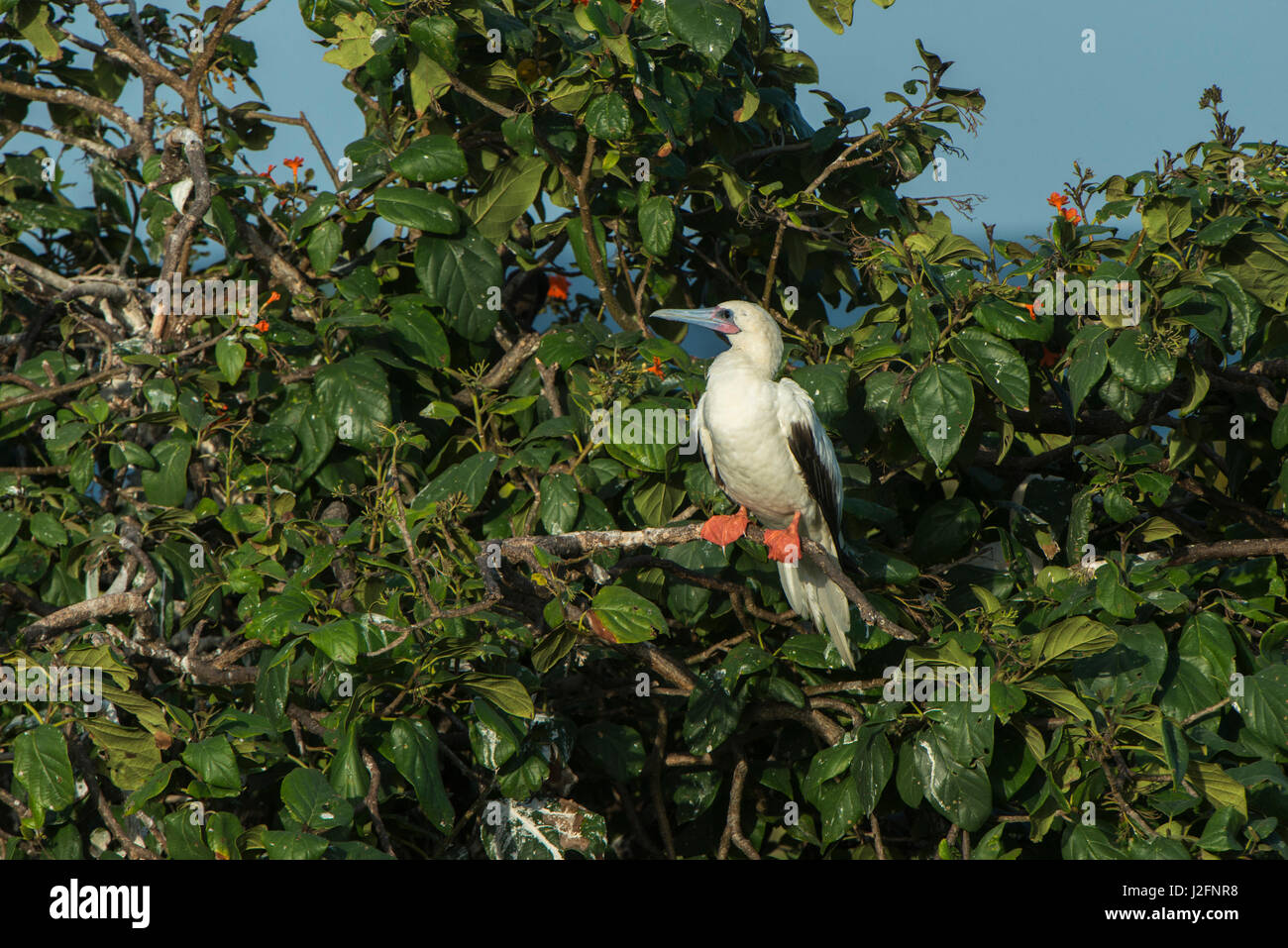 Red-footed Booby (Sula sula) white morphin Ziricote trees (Cordia ...