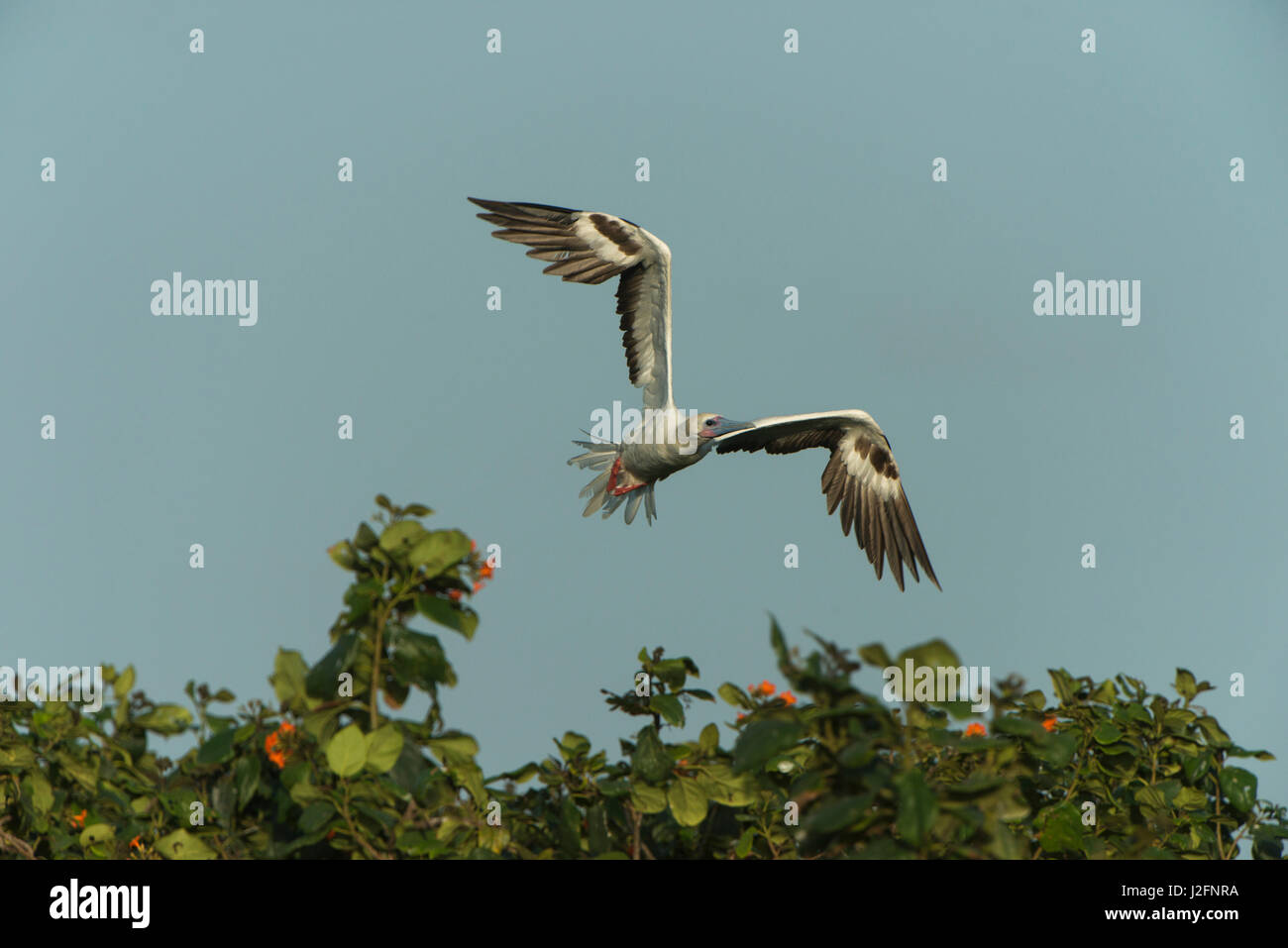 Red-footed Booby (Sula sula) white morphin Ziricote trees (Cordia ...