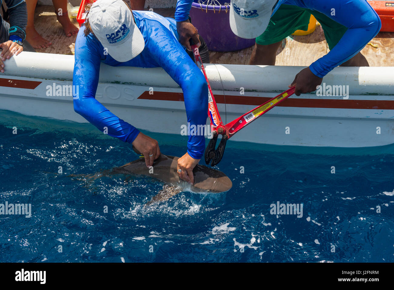 Caribbean Reef Shark. MarAlliance is performing population and methyl ...