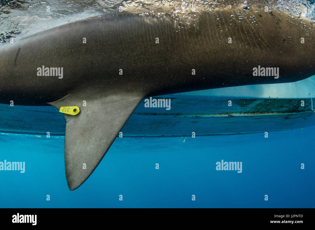 Shark monitoring hi-res stock photography and images - Alamy