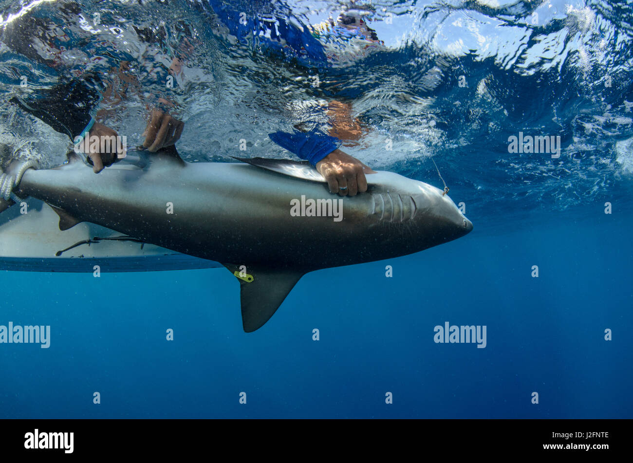 Caribbean Reef Shark. MarAlliance is performing population and methyl ...