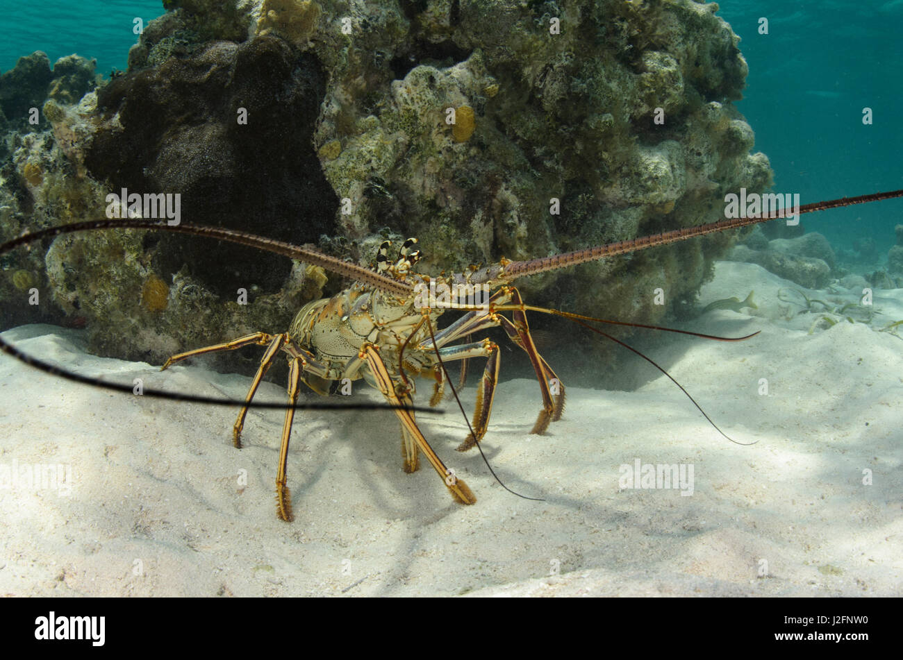 Caribbean Spiny Lobster (Panulirus argus), Half Moon Caye, Lighthouse ...