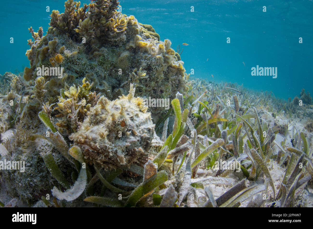 Spotted Scorpionfish (Scorpaena plumieri) hiding, Lighthouse Reef ...