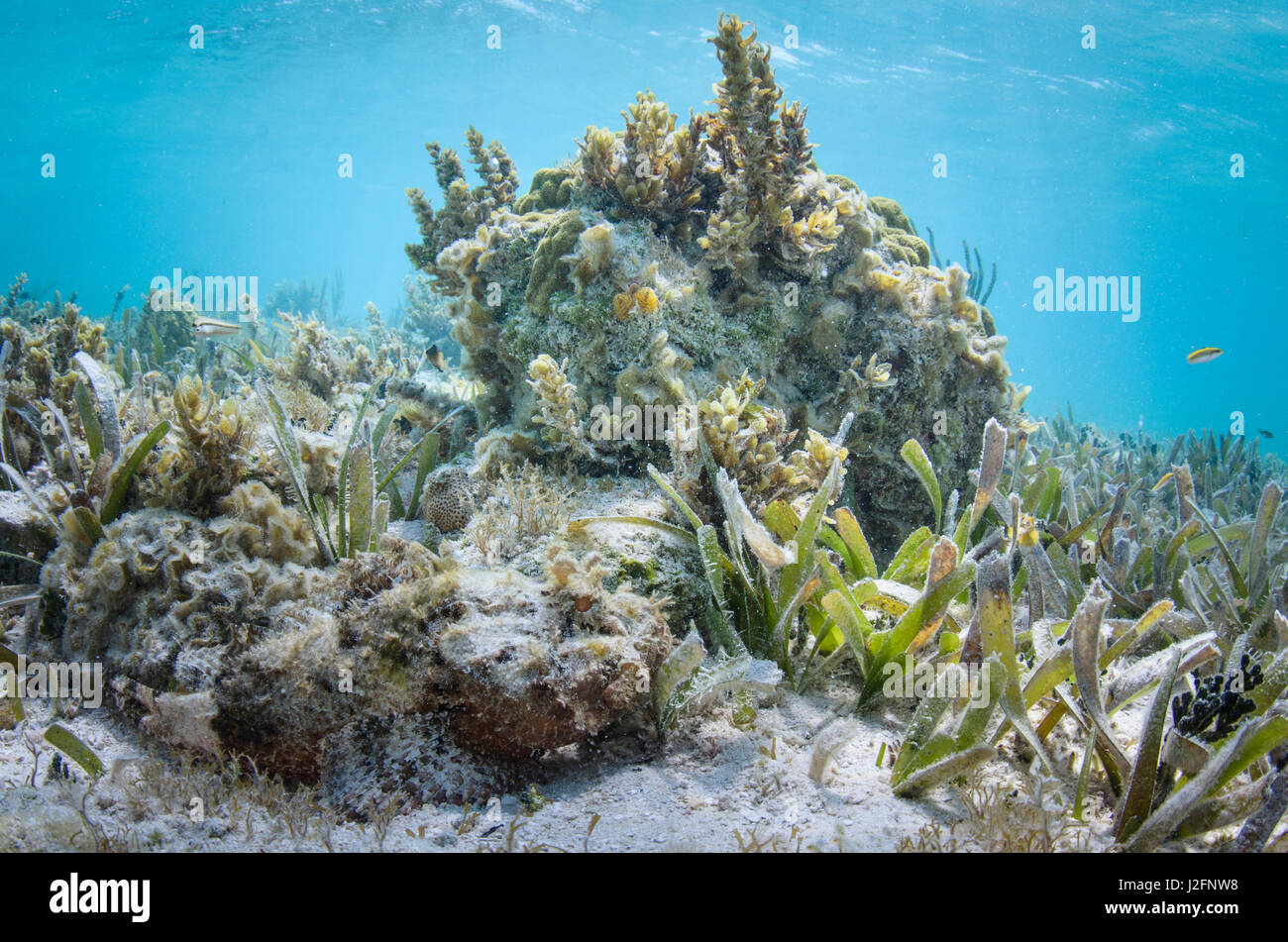 Spotted Scorpionfish (Scorpaena plumieri) hiding, Lighthouse Reef ...