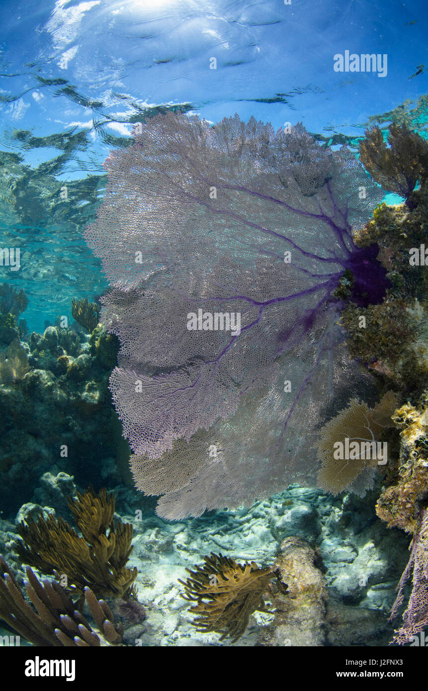 Venus Sea Fan (Gorgonia flabellum), Lighthouse Reef, Atoll, Belize ...