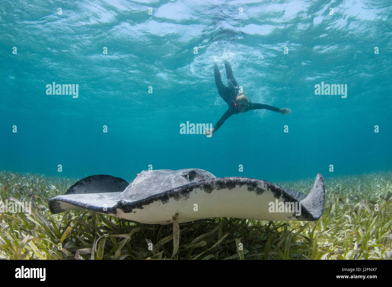 Caribbean Whiptail Ray (Himantura schmardae) and snorkeler, Shark Ray ...