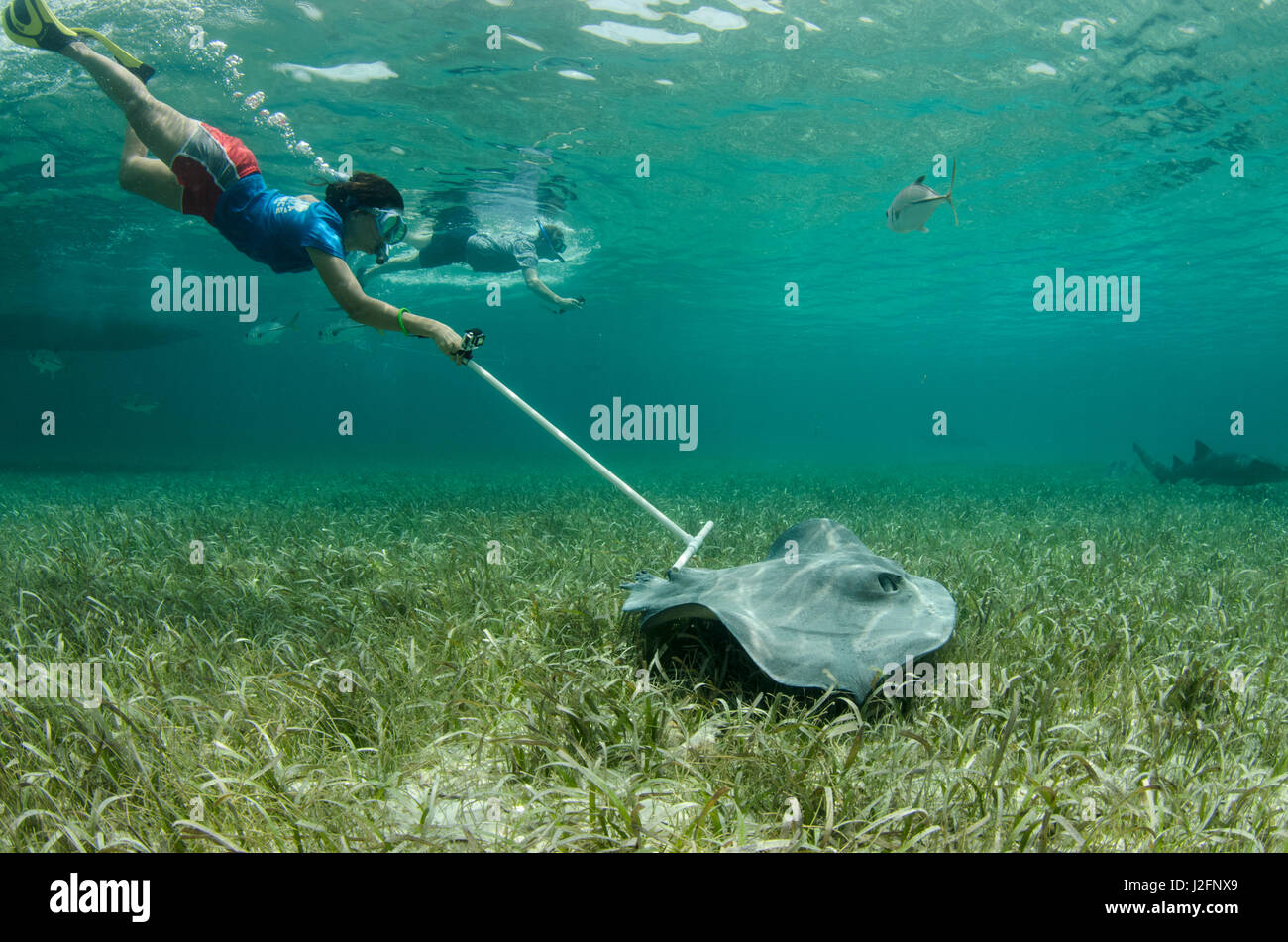 Ambergris caye shark ray alley hi-res stock photography and images - Alamy