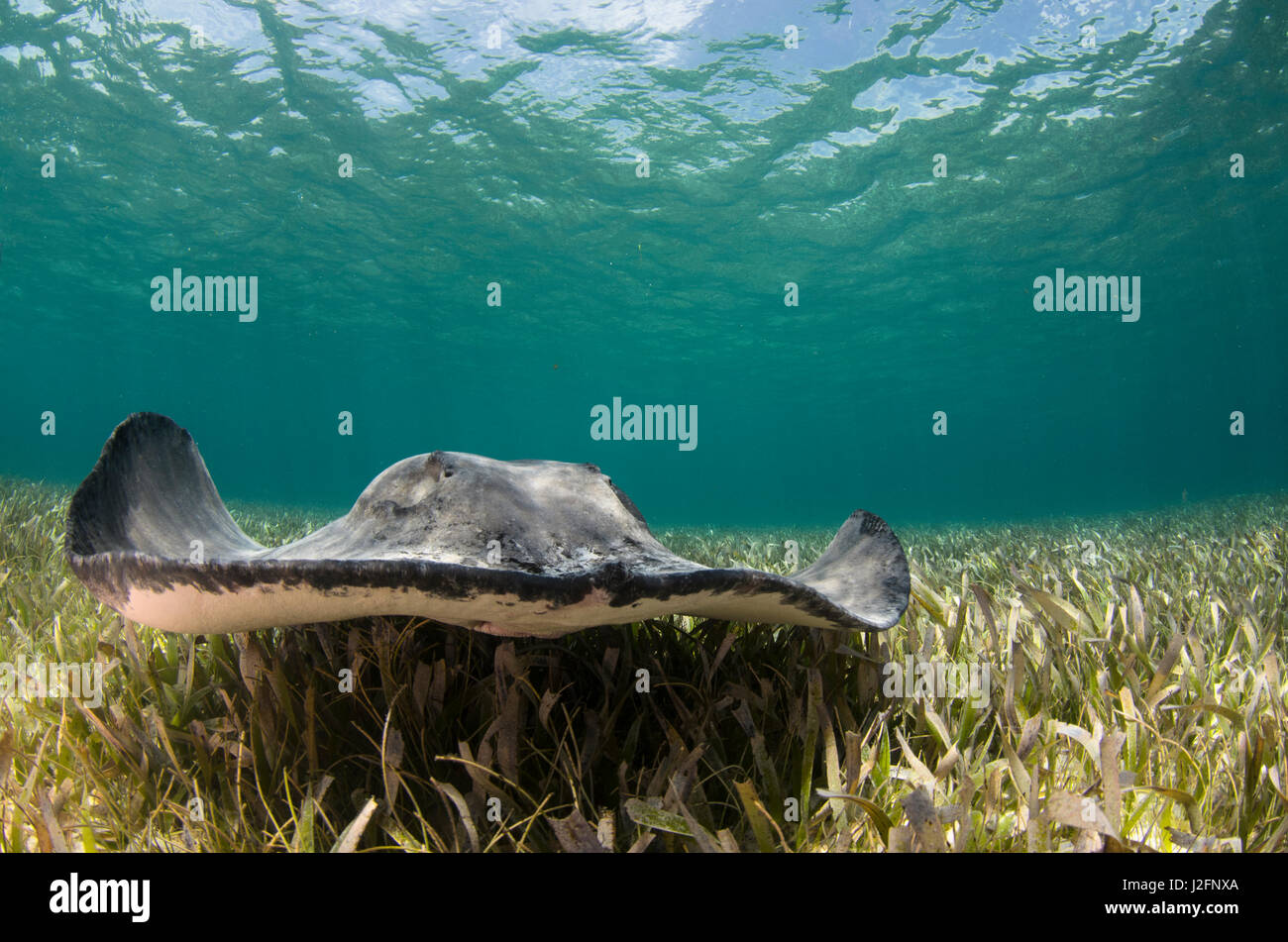 Caribbean Whiptail Ray (Himantura schmardae), Shark Ray Alley, Hol Chan ...