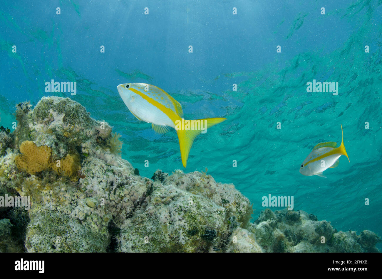 Yellowtail Snapper (Ocyurus chrysurus), Half Moon Caye, Lighthouse Reef ...