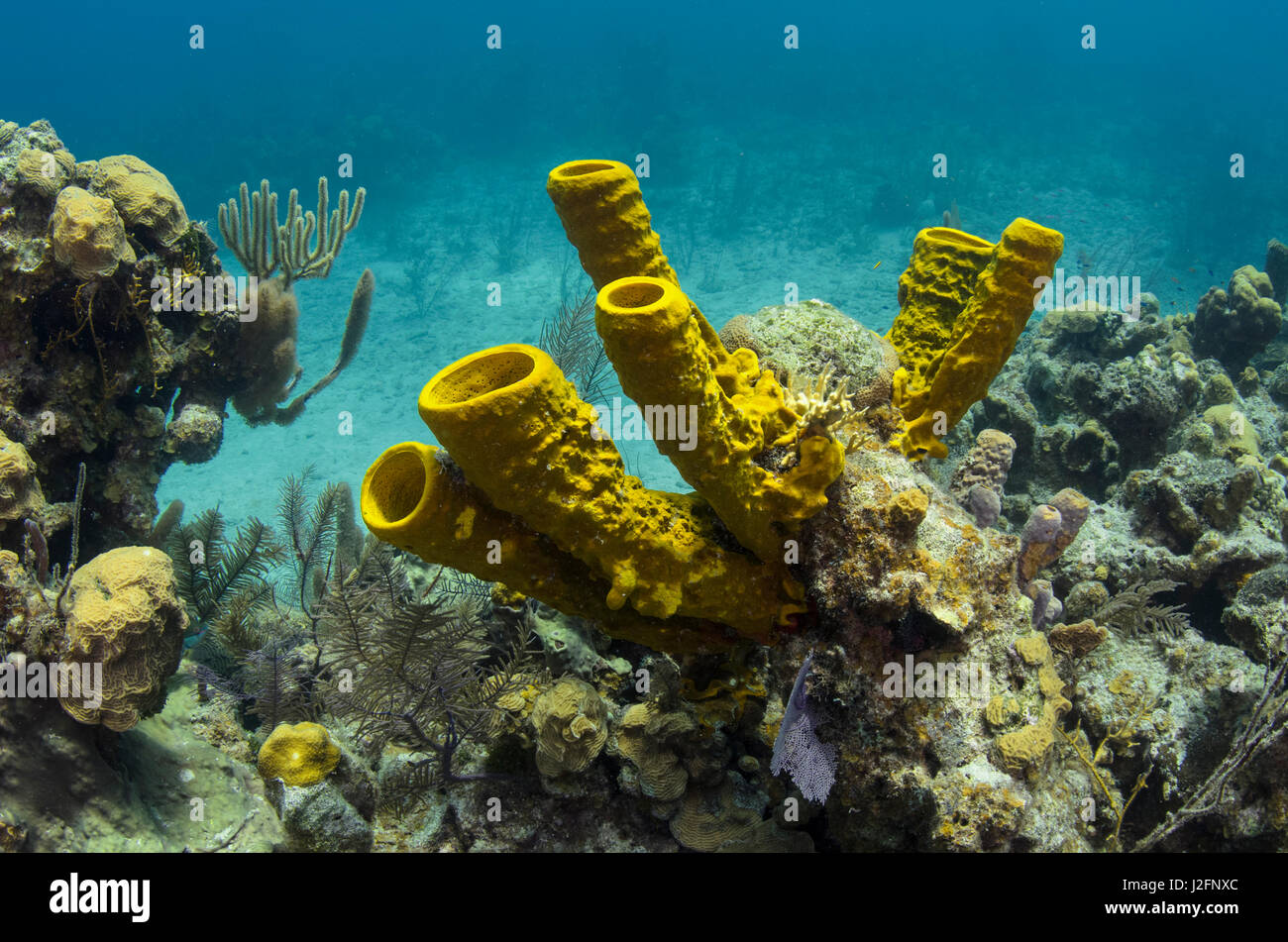 Yellow Tube Sponge (Aplysina fistularis), Lighthouse Reef, Atoll ...
