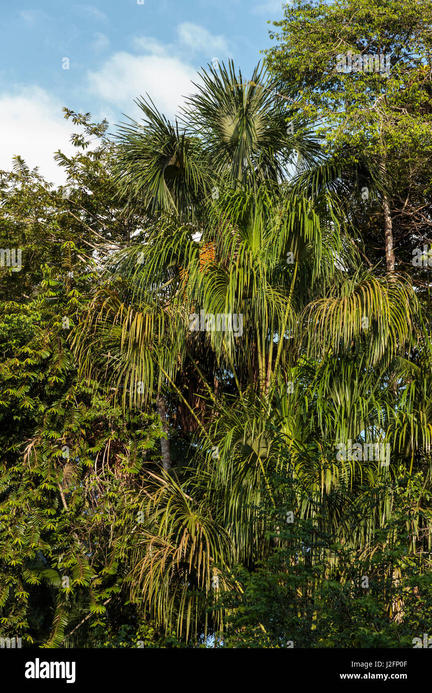 South America, Brazil, Amazon River. View of carnauba palms Stock Photo ...