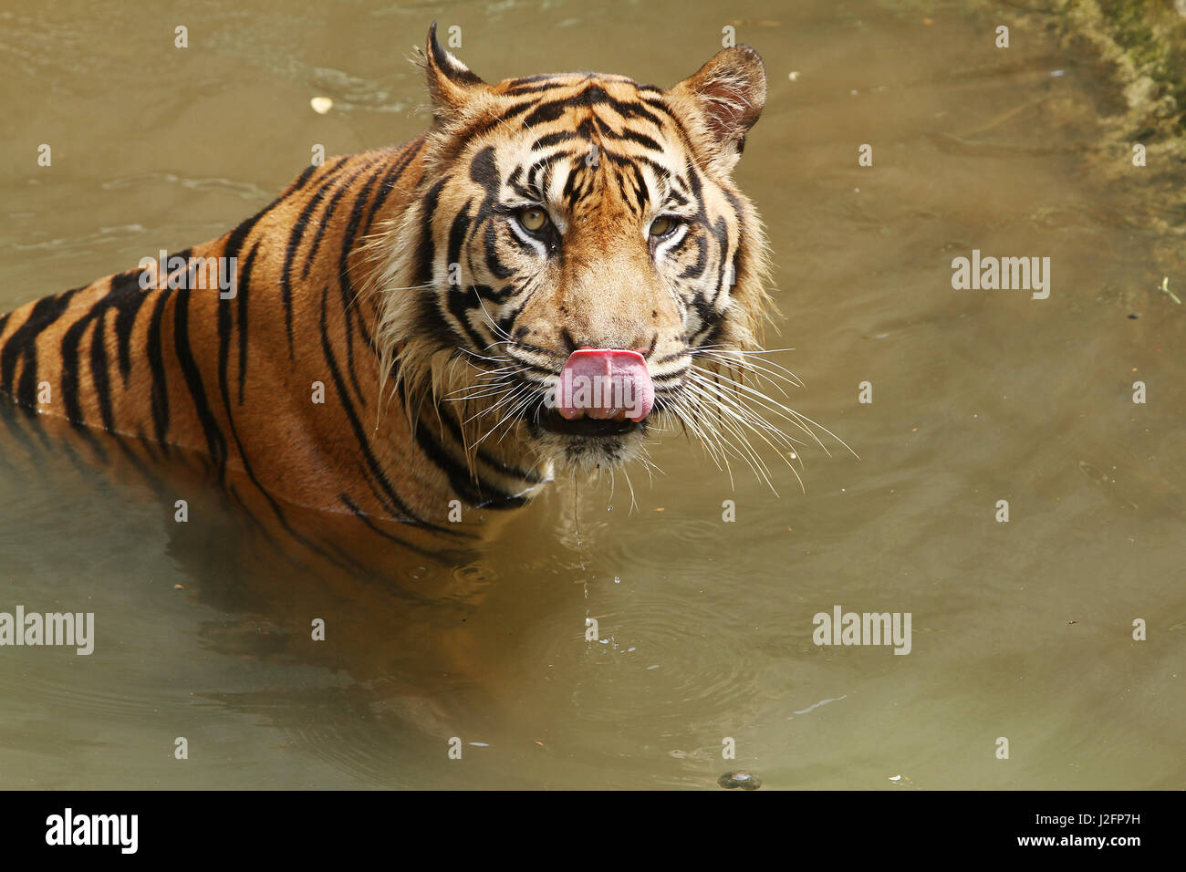 Sad looking tiger hi-res stock photography and images - Alamy