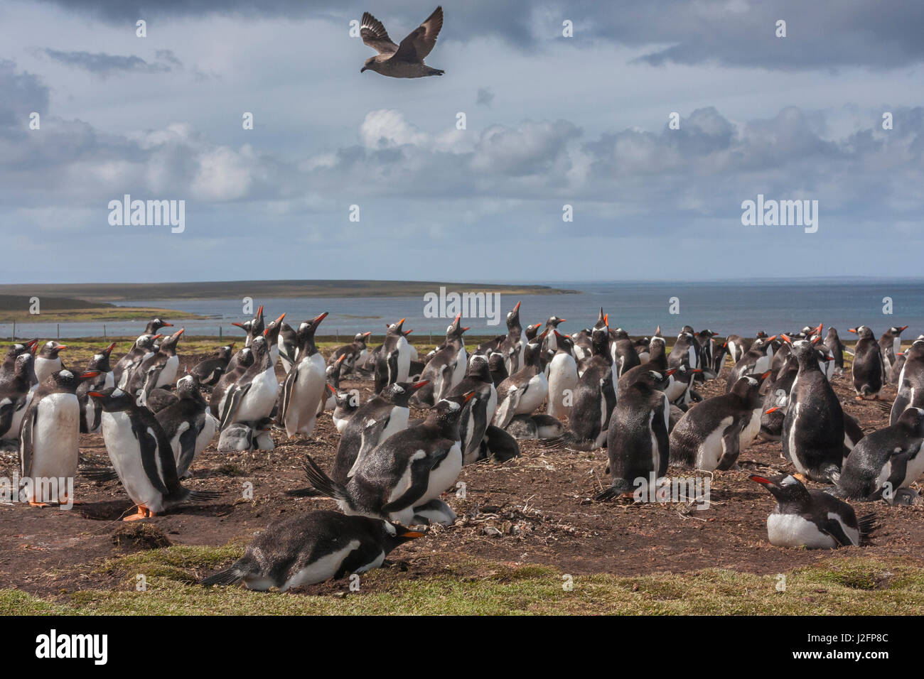 South America, Falkland Islands, Bleaker Island. Skua bird attacking ...