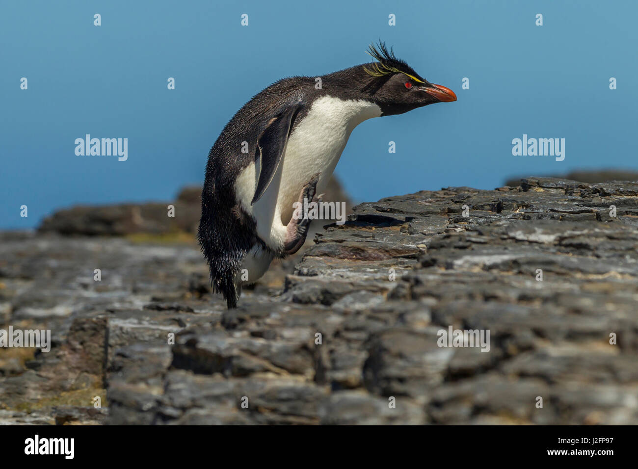 Falkland Islands, Bleaker Island. Rockhopper penguin hopping. Credit as ...