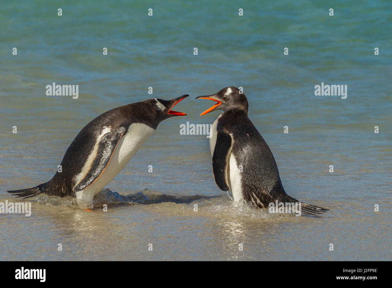 Takeshima or dokdo islands conflict hi-res stock photography and images ...