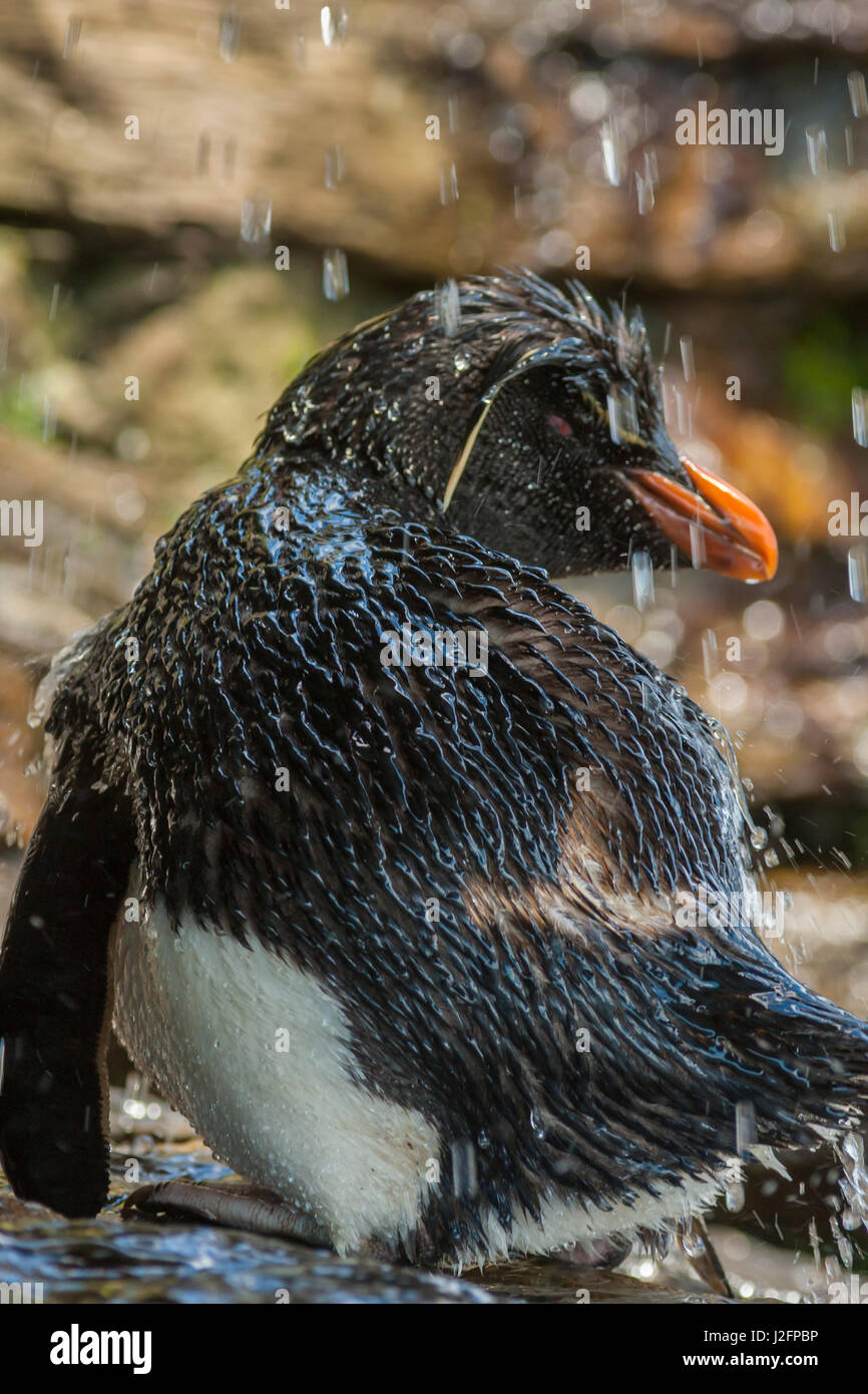 Falkland Islands, Saunders Island. Rockhopper penguin bathing in ...