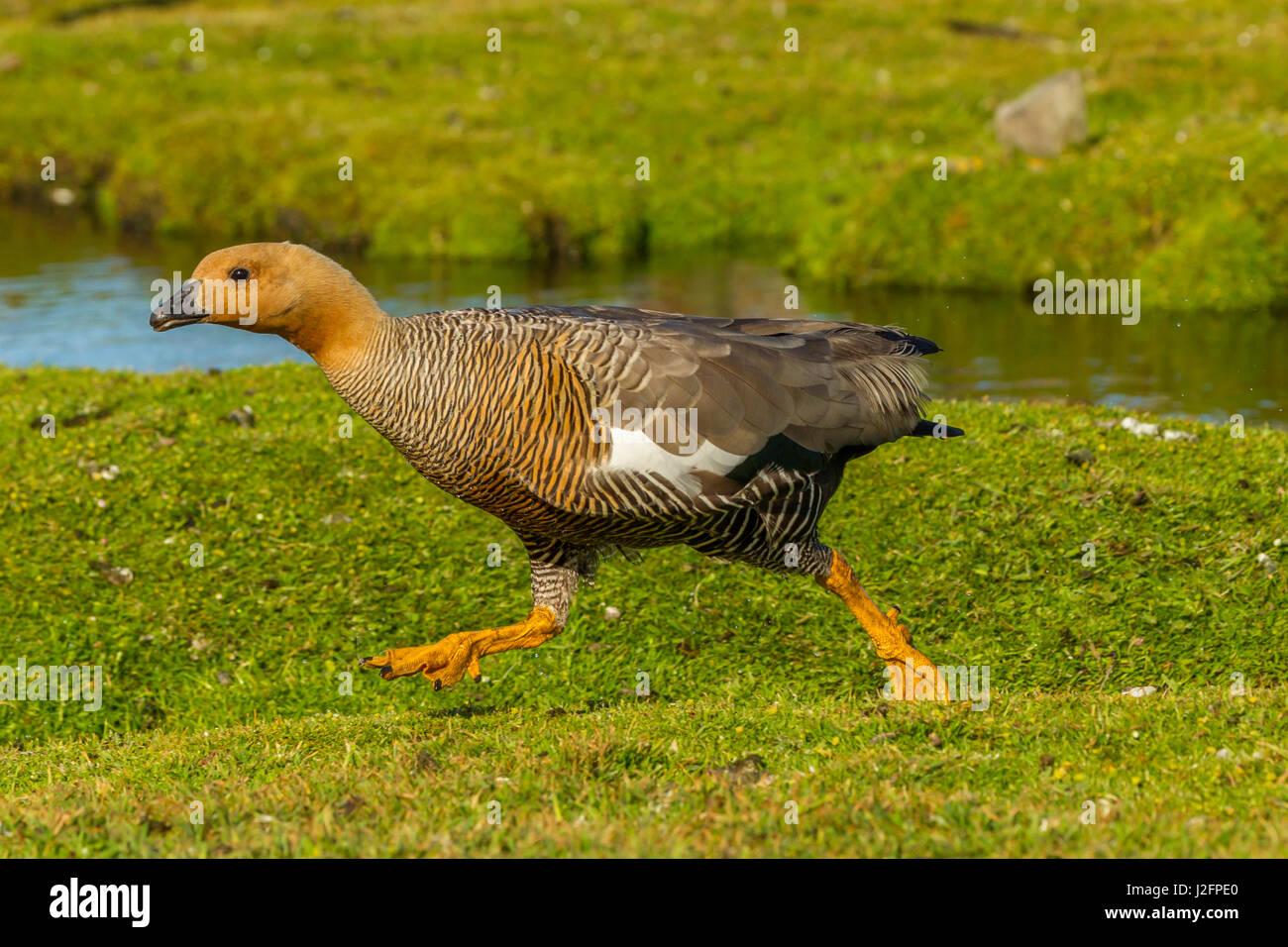 Falkland Islands, Bleaker Island. Female upland goose running. Credit ...