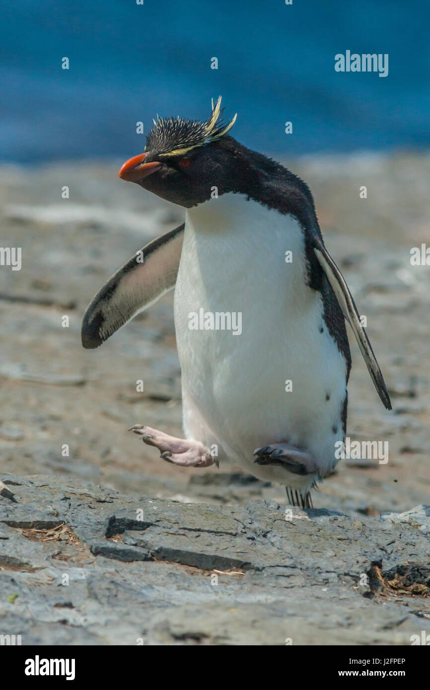 Falkland Islands, Bleaker Island. Rockhopper penguin hopping. Credit as ...