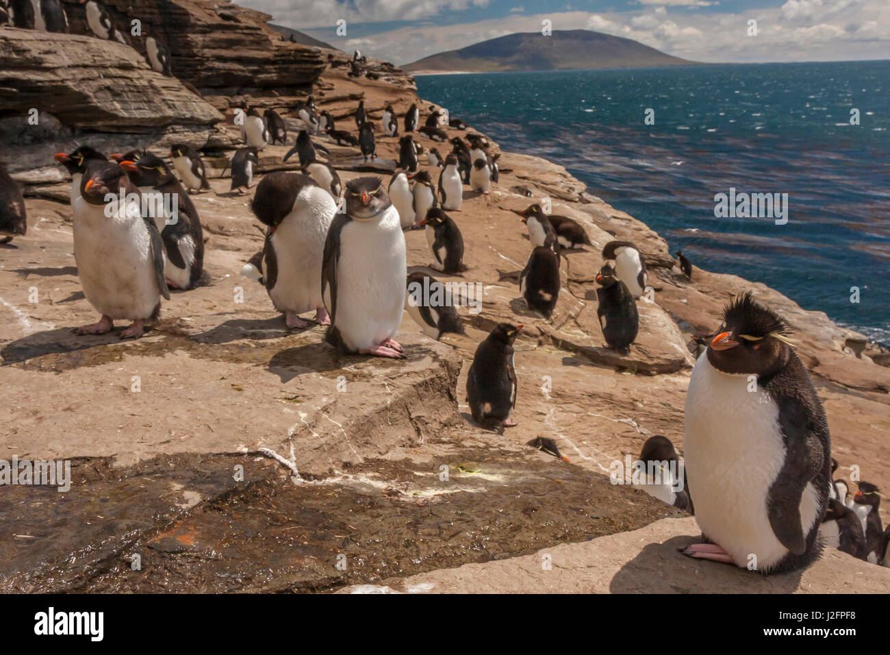 Falkland Islands, Saunders Island. Rockhopper penguins on cliff. Credit ...