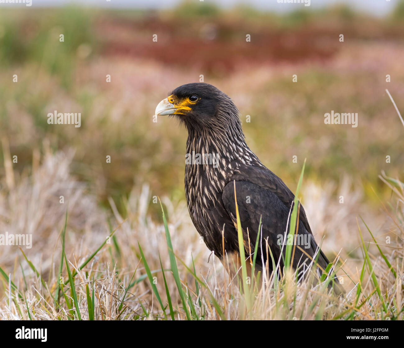 Rarest falcon hi-res stock photography and images - Alamy
