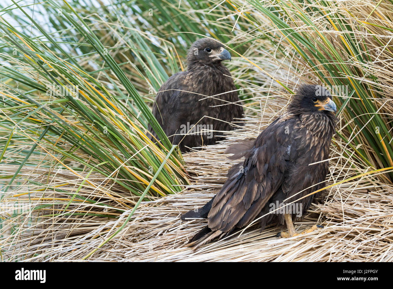 Juvenile Striated Caracara (Phalcoboenus australis) or Johnny Rook ...