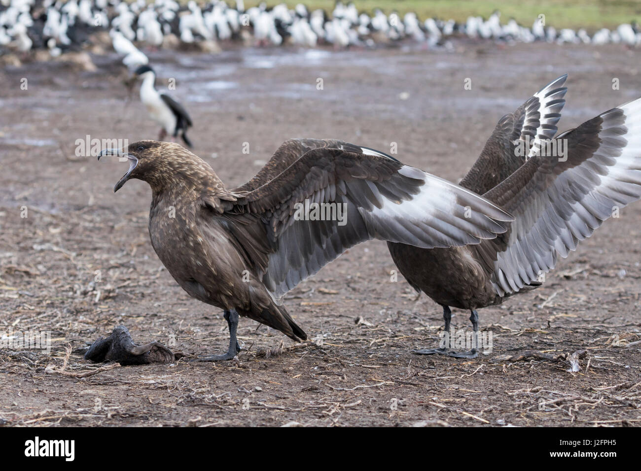 Falkland or Brown Skua or Subantarctic Skua (Stercorarius antarcticus, taxonomy in dispute ...