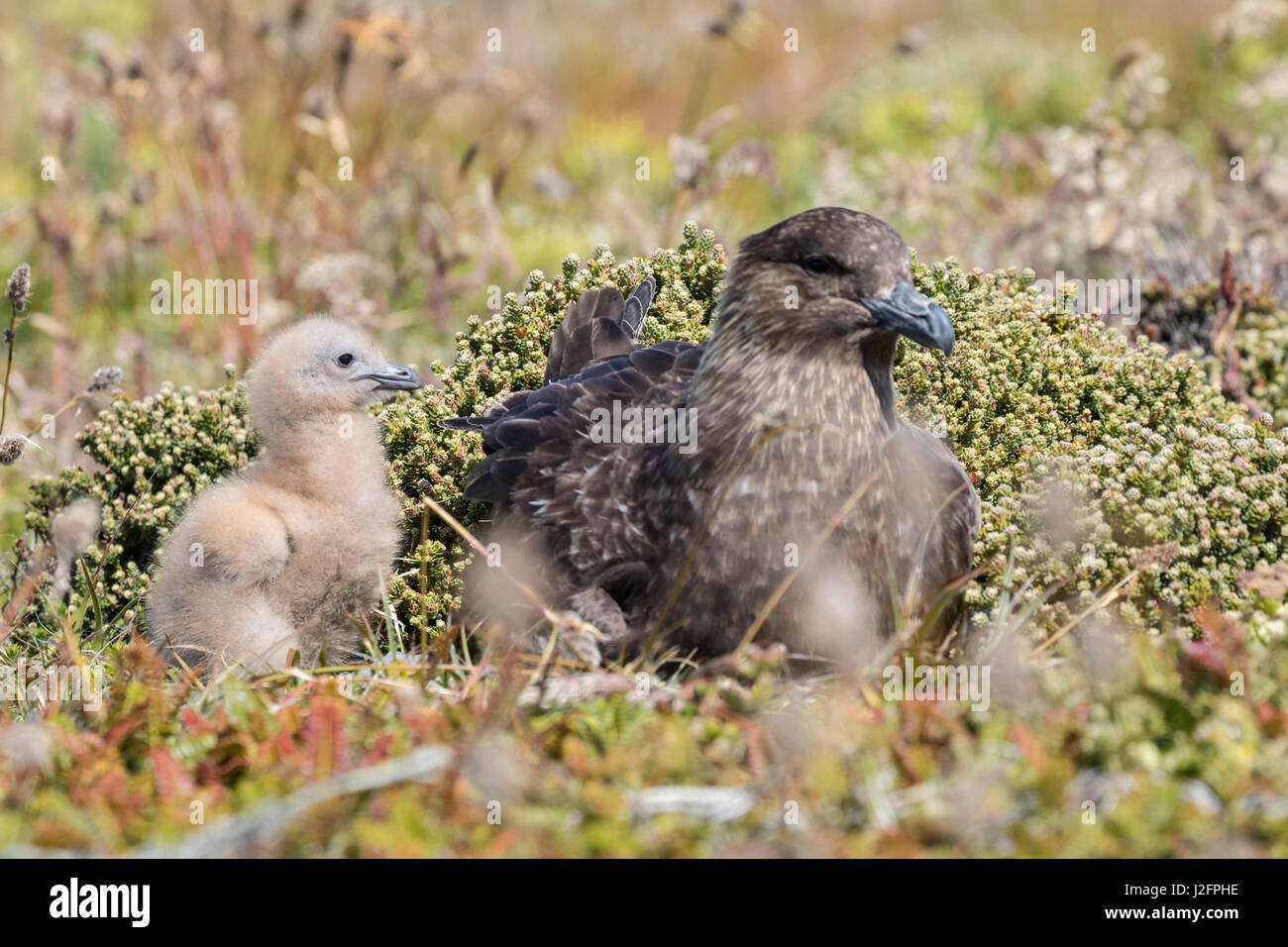 Falkland or Brown Skua or Subantarctic Skua (Stercorarius antarcticus, taxonomy in dispute ...
