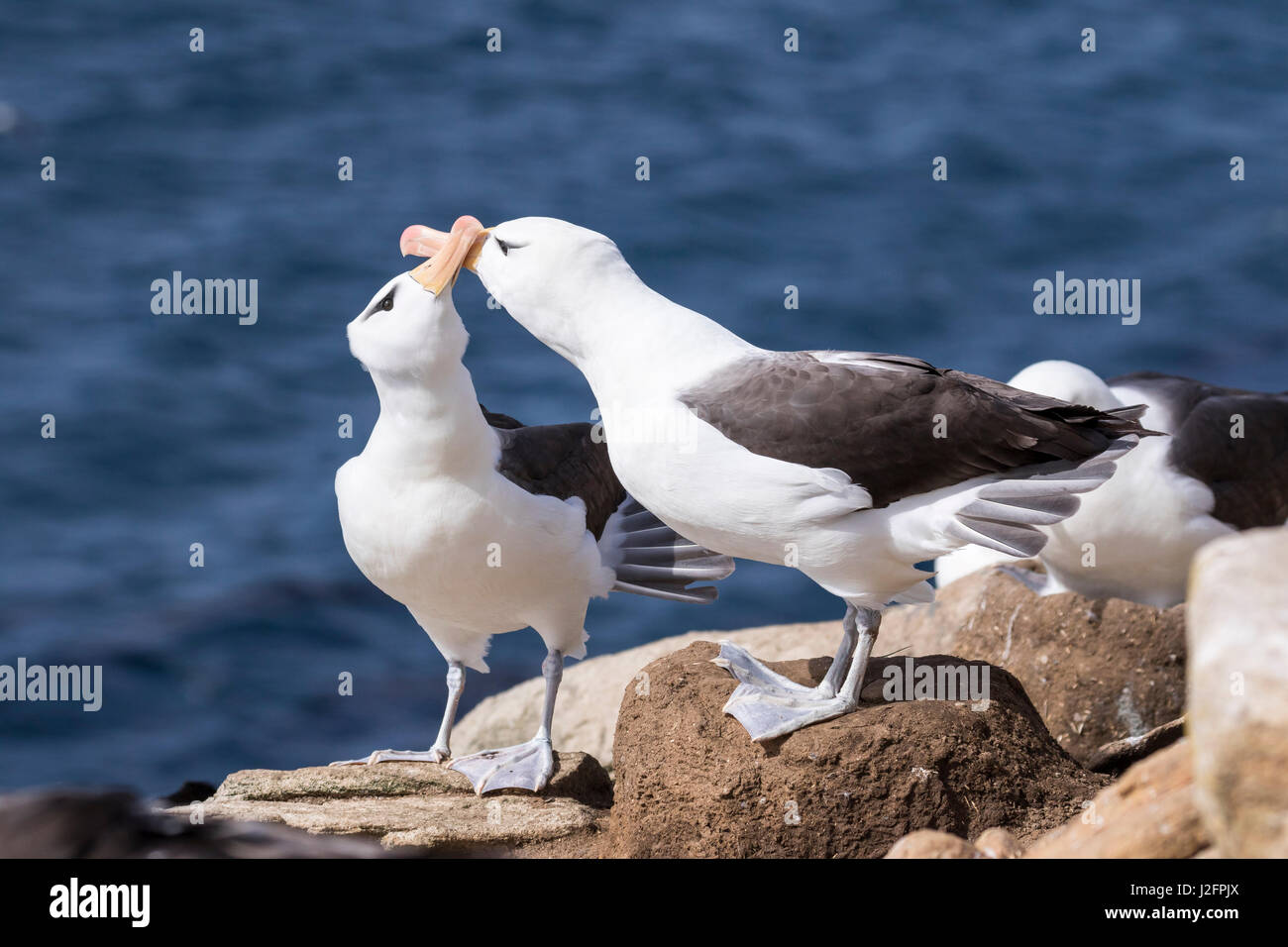 Black-browed Albatross (Thalassarche melanophris) or Mollymawk ...
