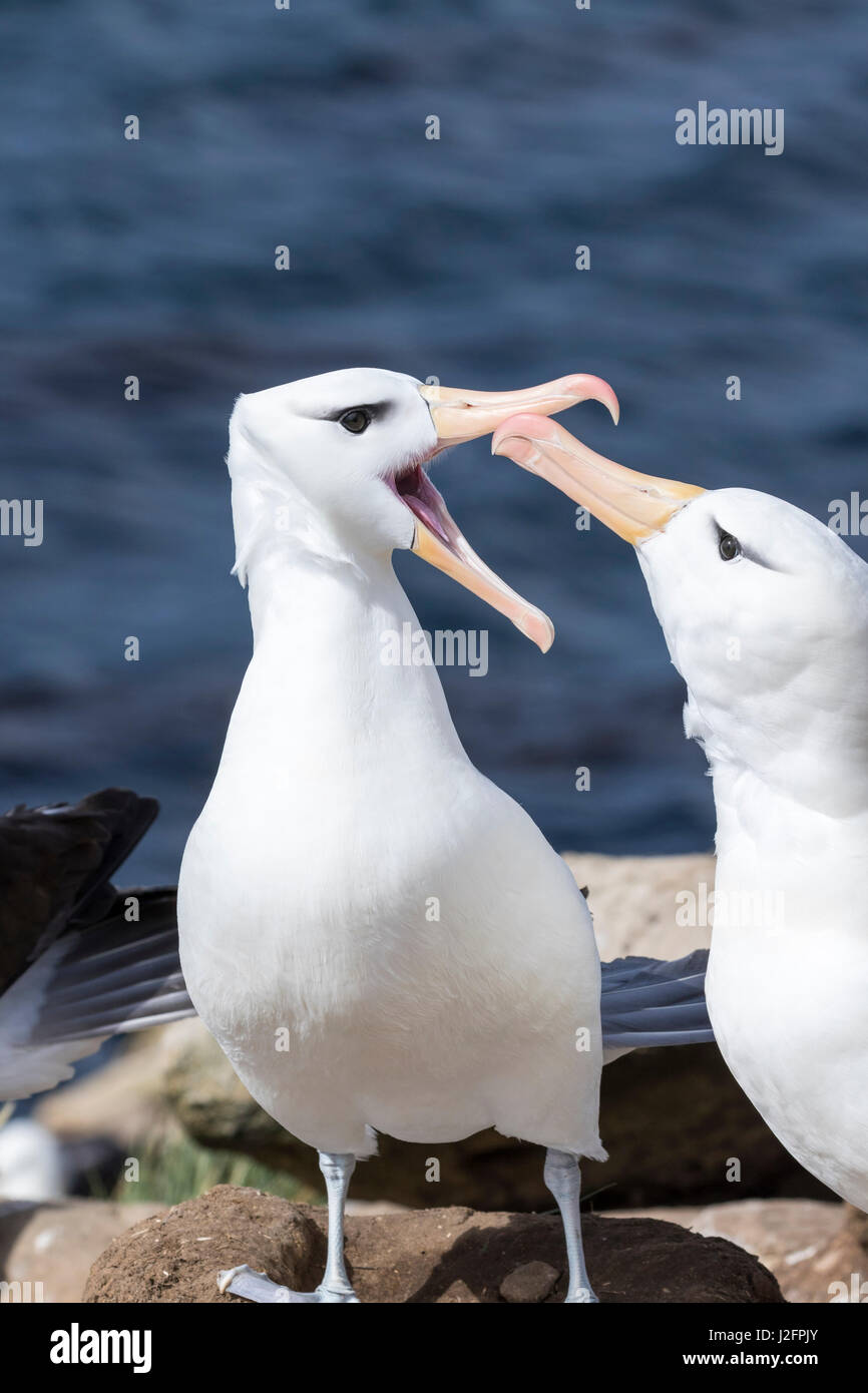 Black-browed Albatross (Thalassarche melanophris) or Mollymawk ...