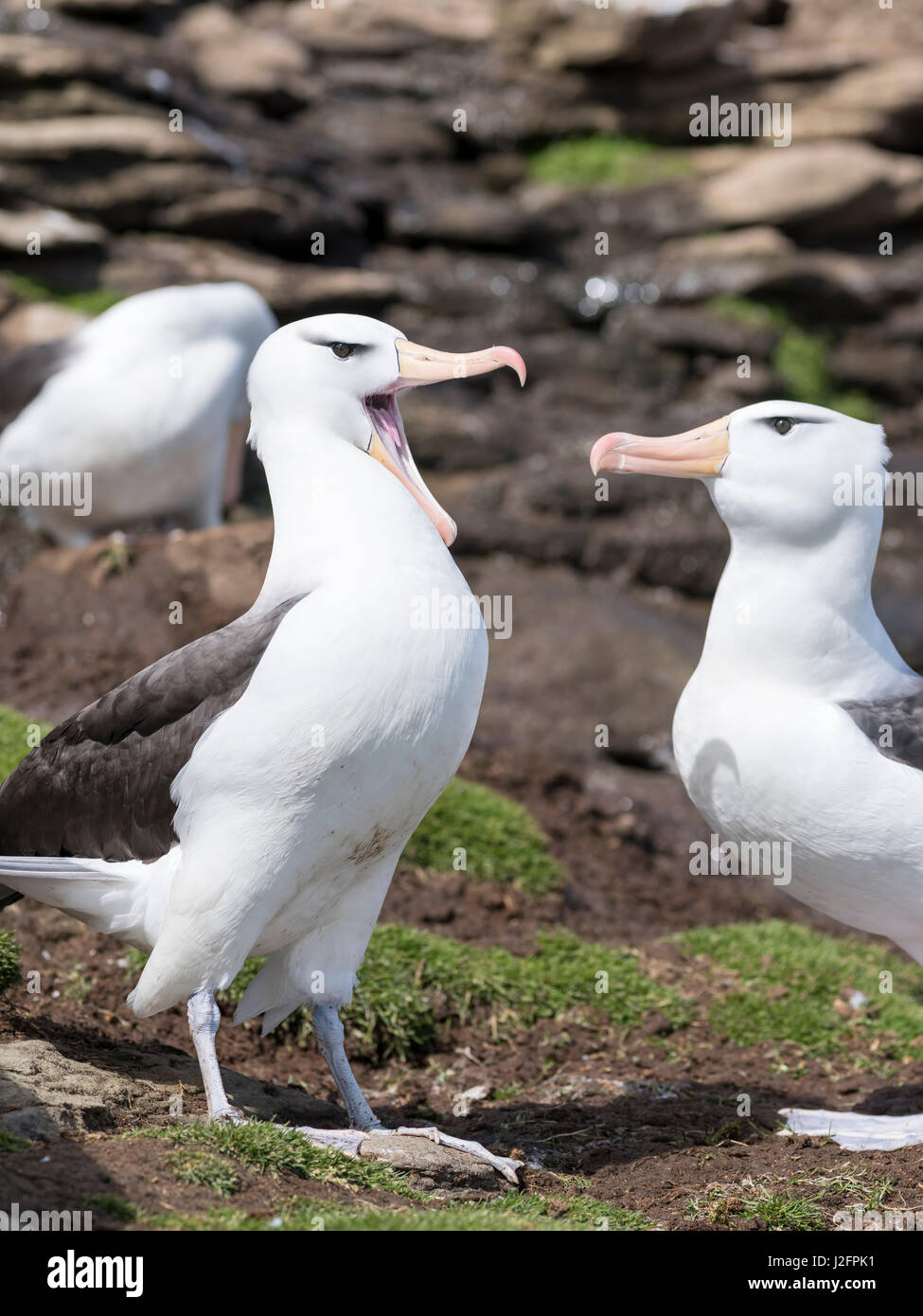 Black-browed Albatross (Thalassarche melanophris) or Mollymawk ...
