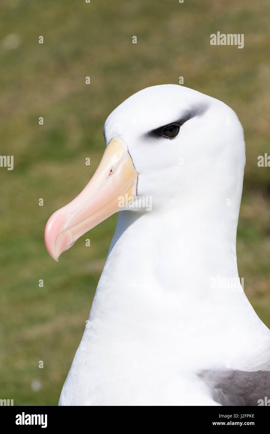 Black-browed Albatross (Thalassarche melanophris) or Mollymawk ...