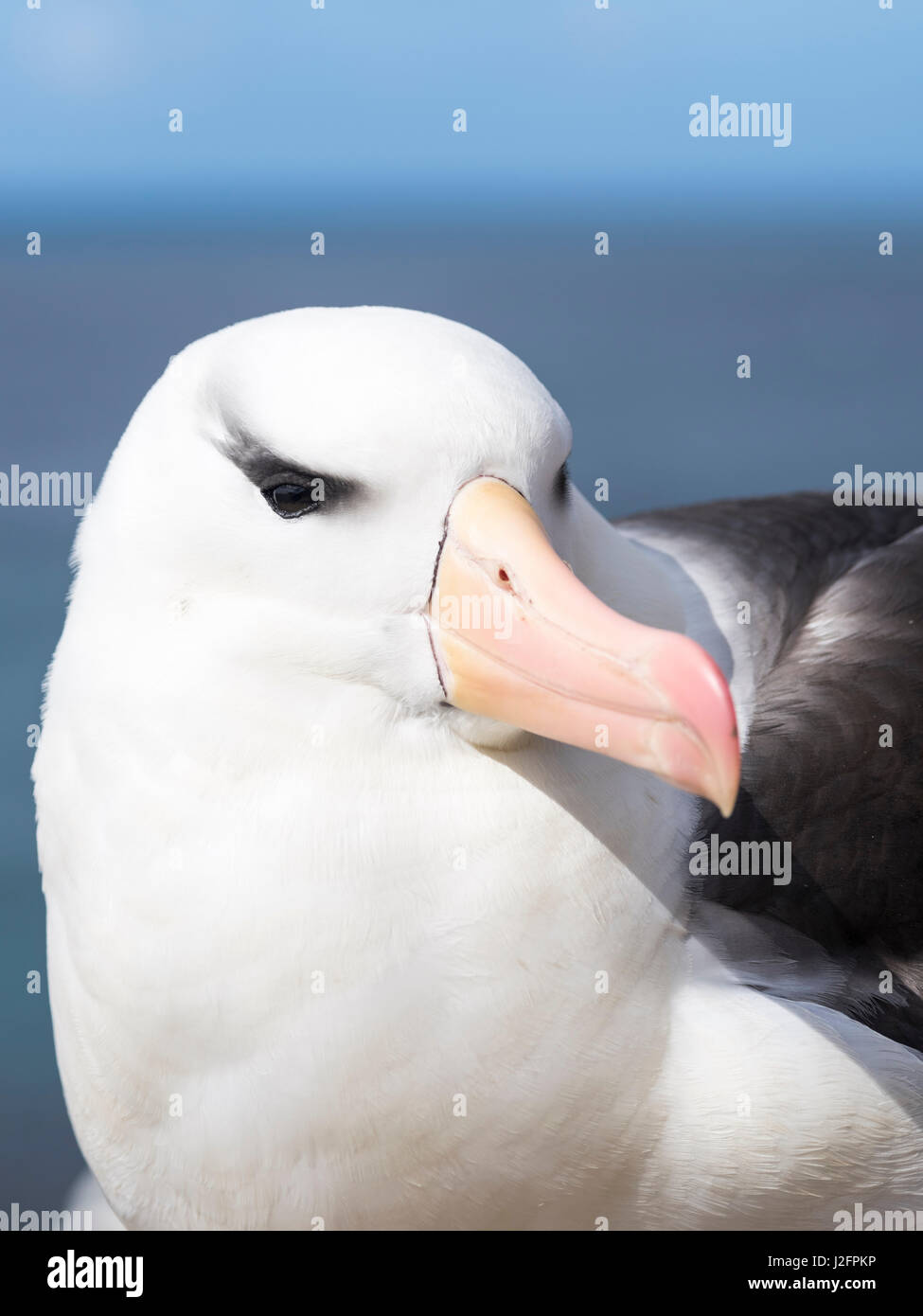 Black-browed Albatross (Thalassarche melanophris) or Mollymawk ...